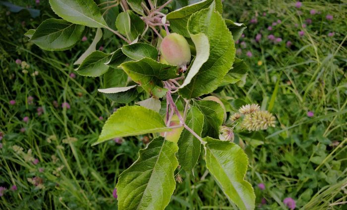 In search of wild apple forests | Caravanistan